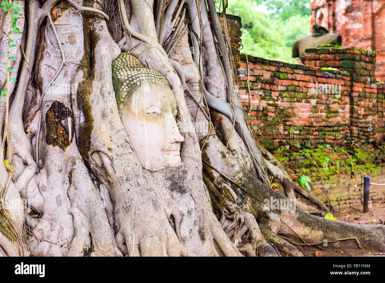 Banyan tree roots Banque de photographies et d’images à haute ...