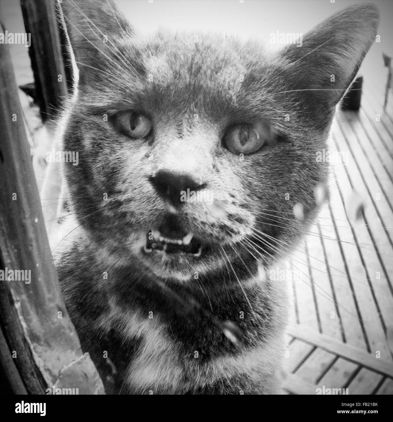 Chat qui pleure Banque de photographies et d’images à haute résolution ...