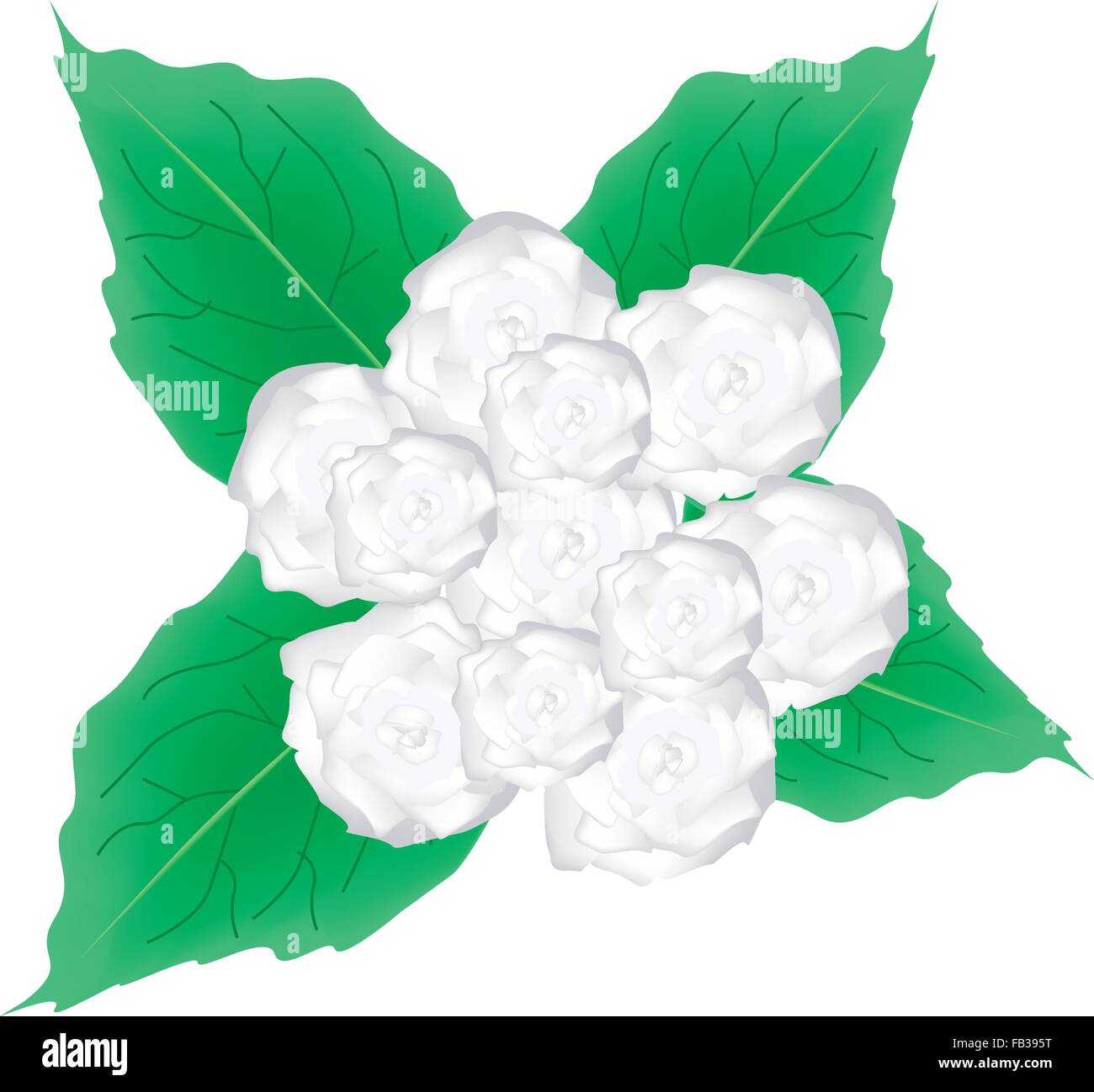 Belle Fleur, Illustration de fleurs blanches gloire Bower ou Chinense ...