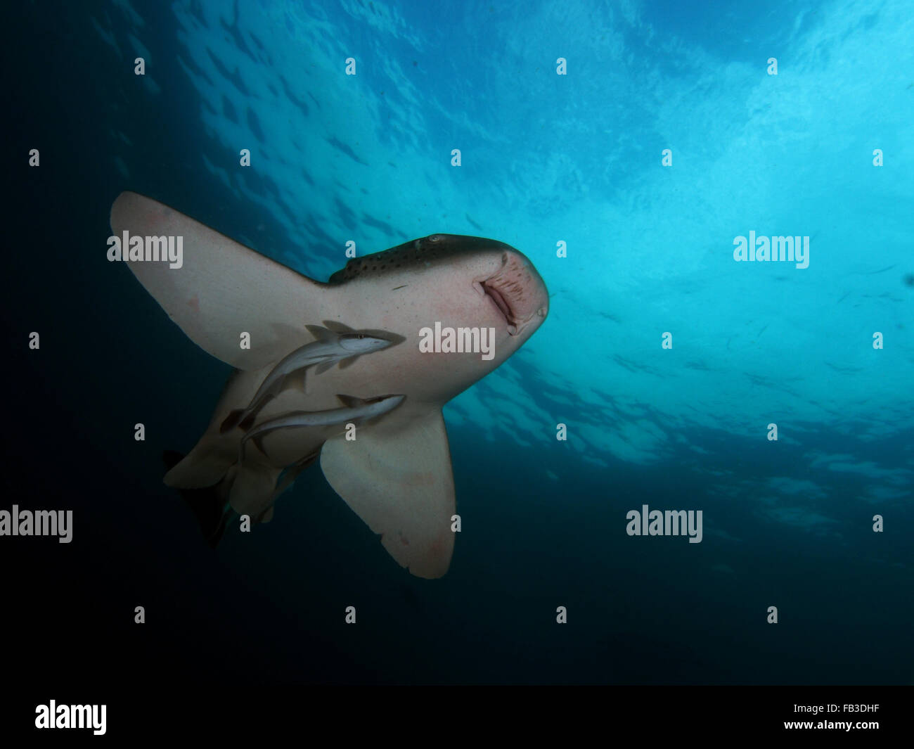 Zebra shark Banque de photographies et d’images à haute résolution - Alamy