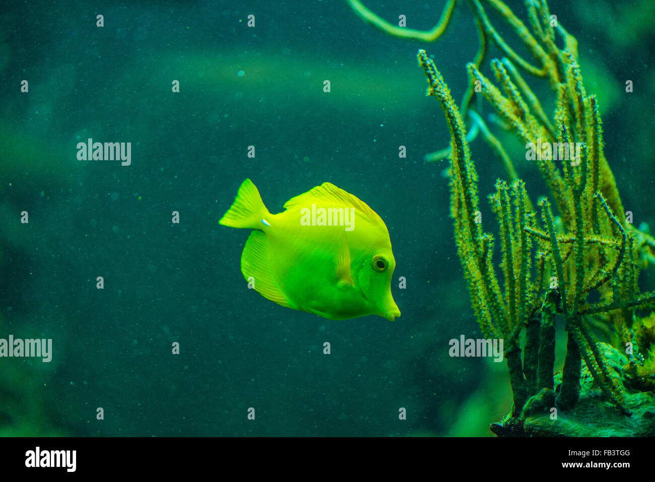 Zoo schoenbrunn Banque de photographies et d’images à haute résolution ...