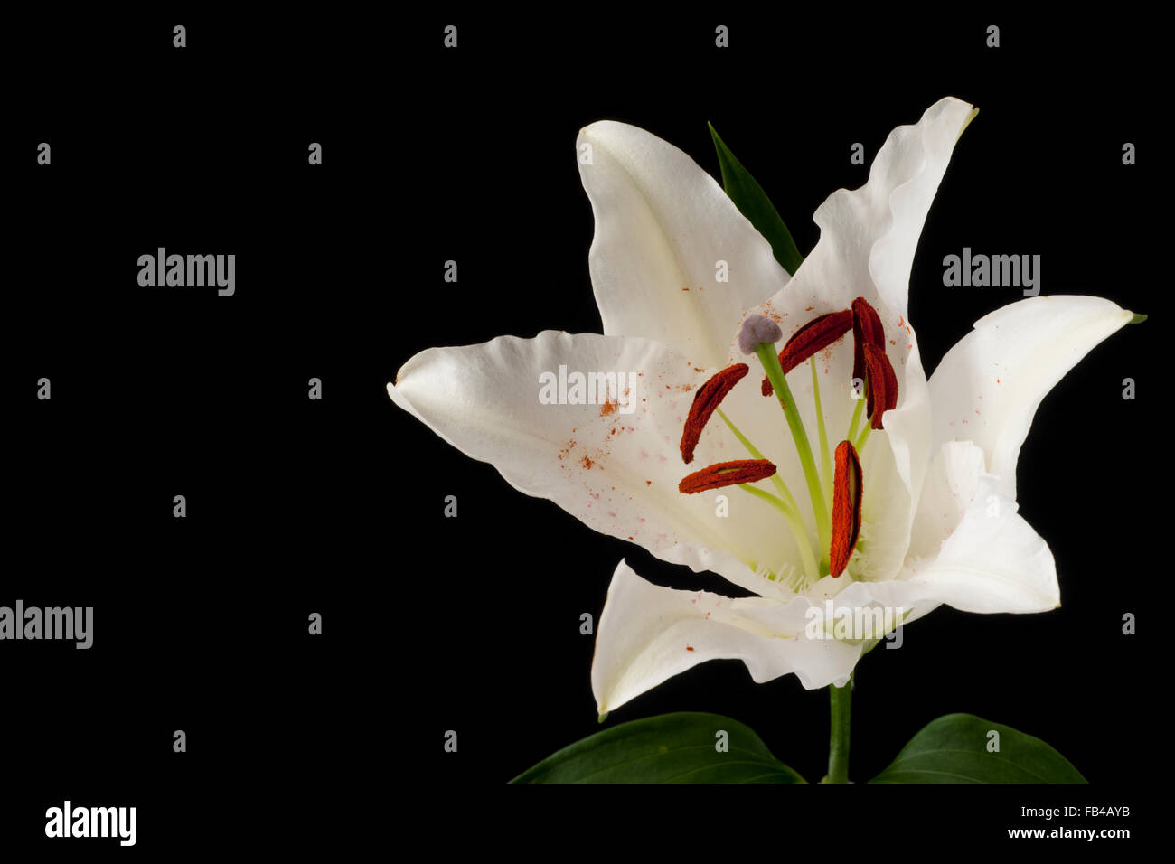 Fond de lys blanc Banque de photographies et d’images à haute résolution - Alamy