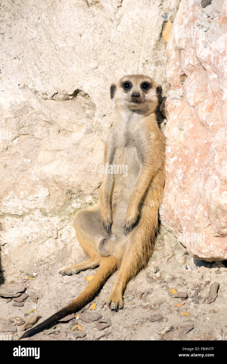 Suricate drôle Banque de photographies et d’images à haute résolution ...