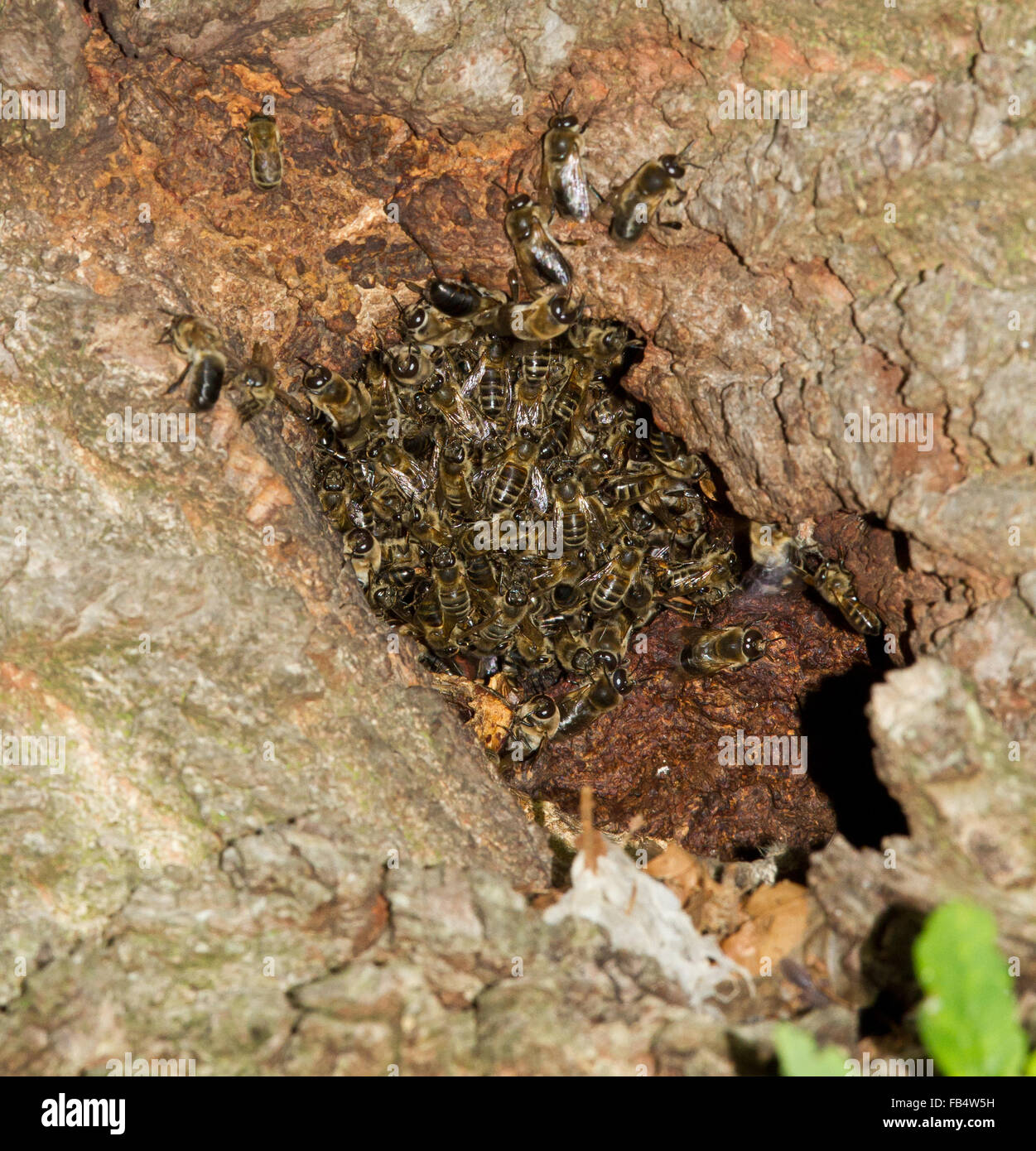 Ruche arbre Banque de photographies et d’images à haute résolution - Alamy
