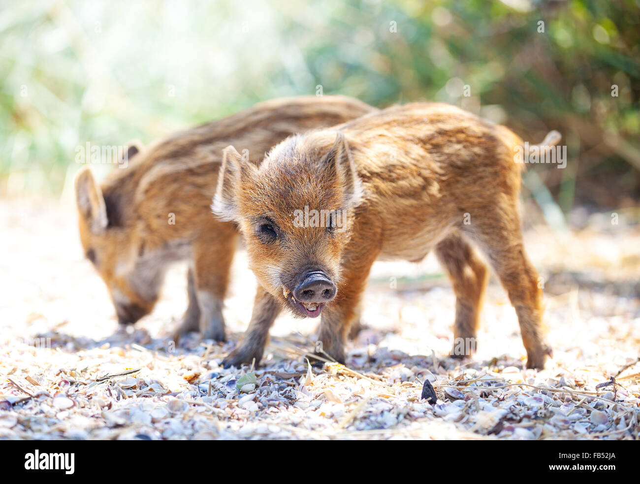 Cochon En Train De Manger Banque d'image et photos - Alamy