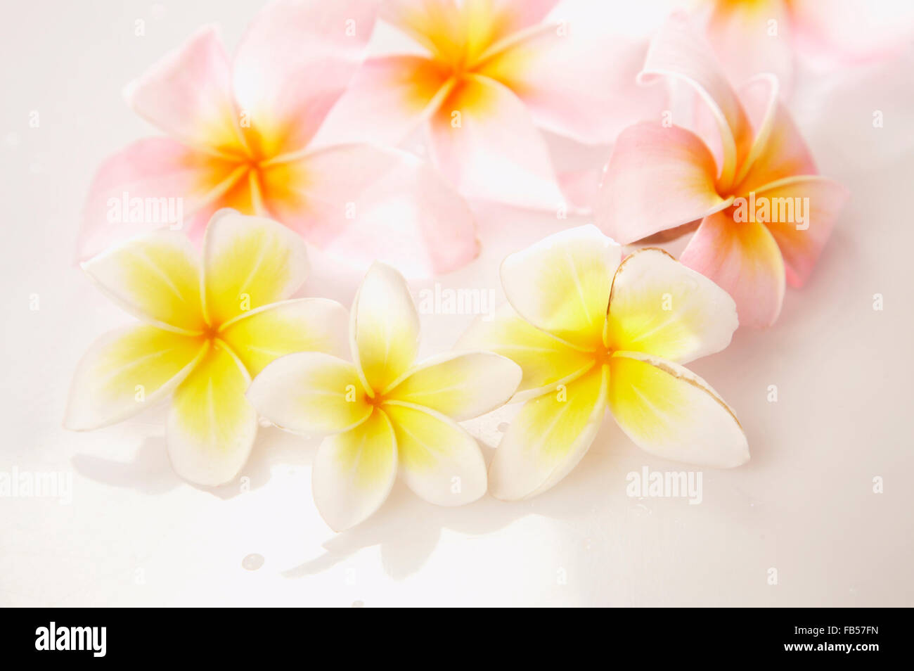 Fleur de plumeria rubra Banque de photographies et d’images à haute ...