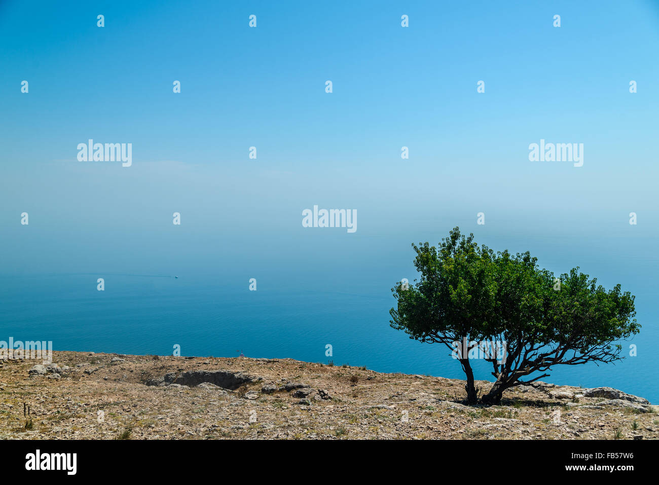Arbre vert solitaire Banque de photographies et d’images à haute ...