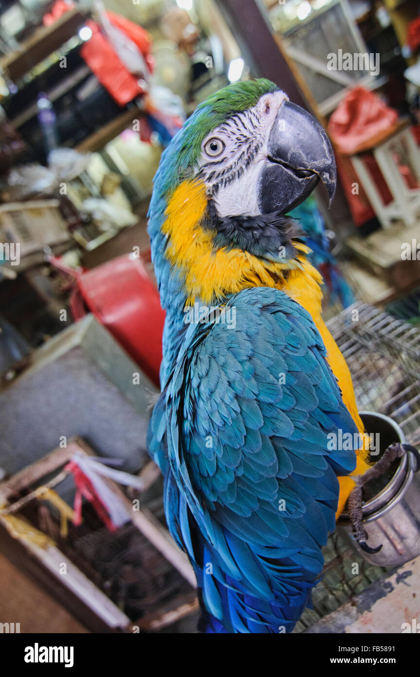 Ara bleu et jaune du Yuen Po Bird Garden Market à Mongkok, Hong Kong ...