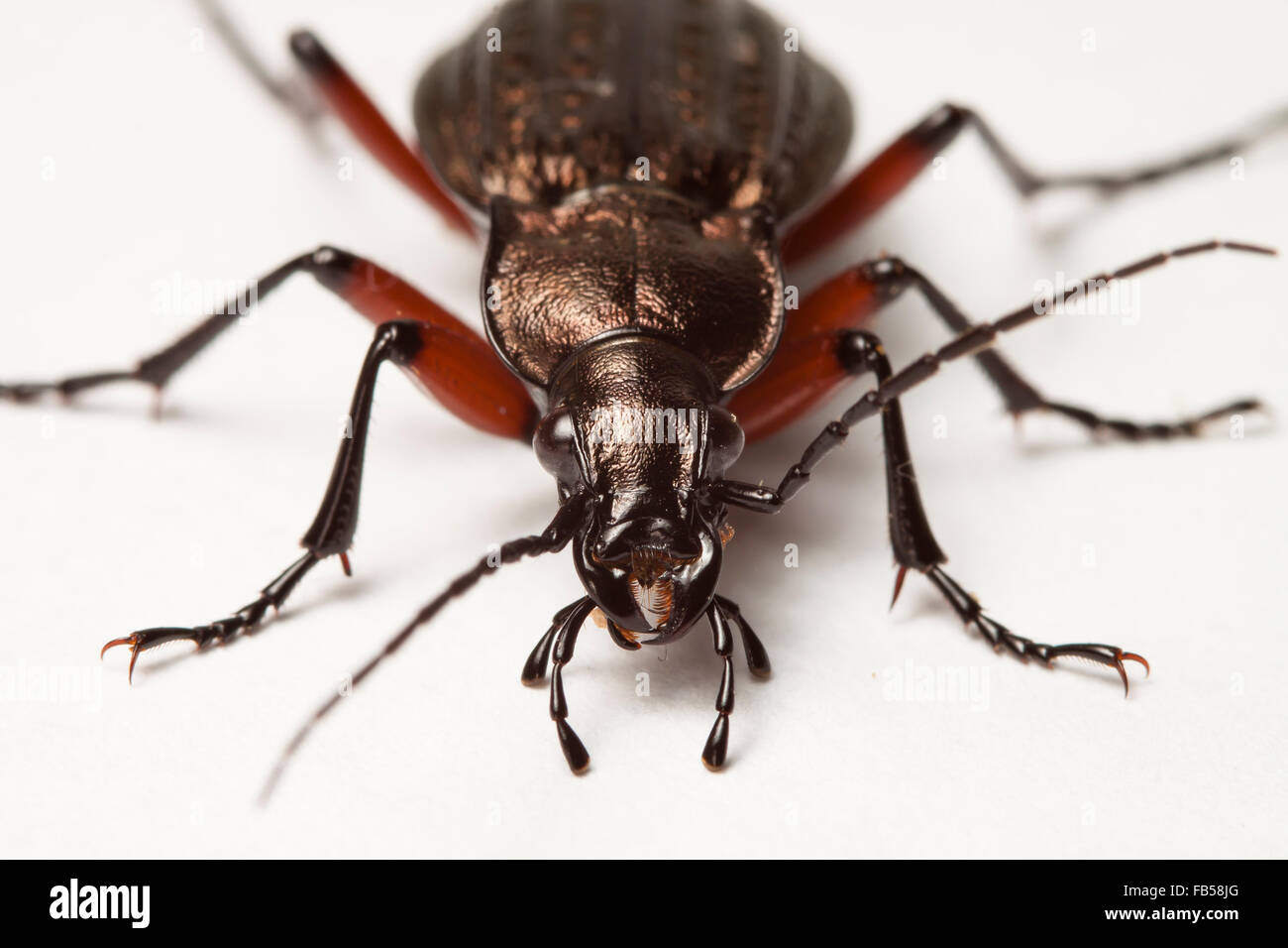 Gros Insecte Banque d'image et photos - Alamy