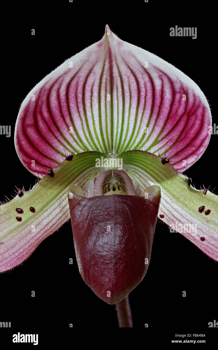 Symétrie bilatérale Banque de photographies et d’images à haute ...