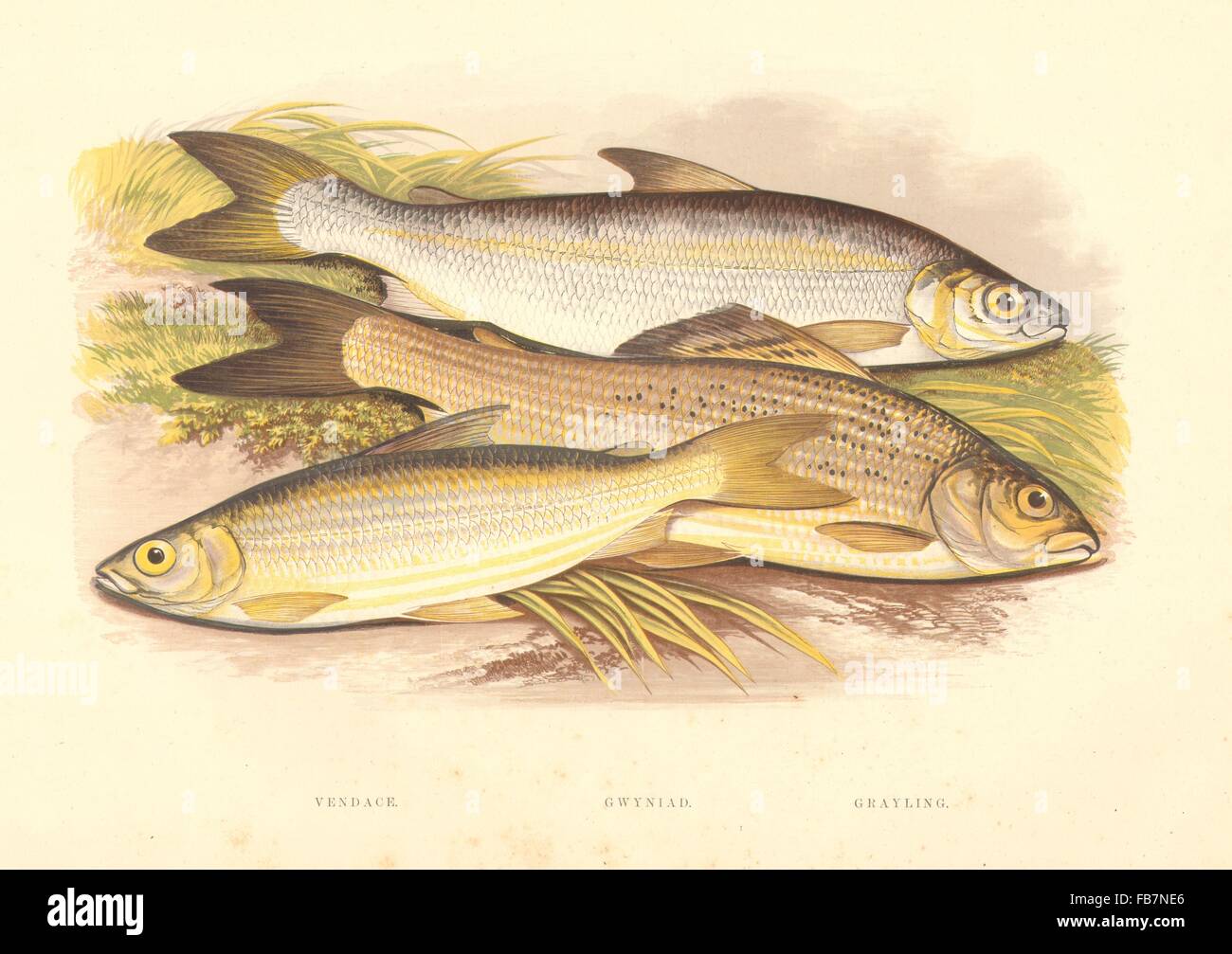 Poisson de vendace coregonus vandesius Banque de photographies et d ...