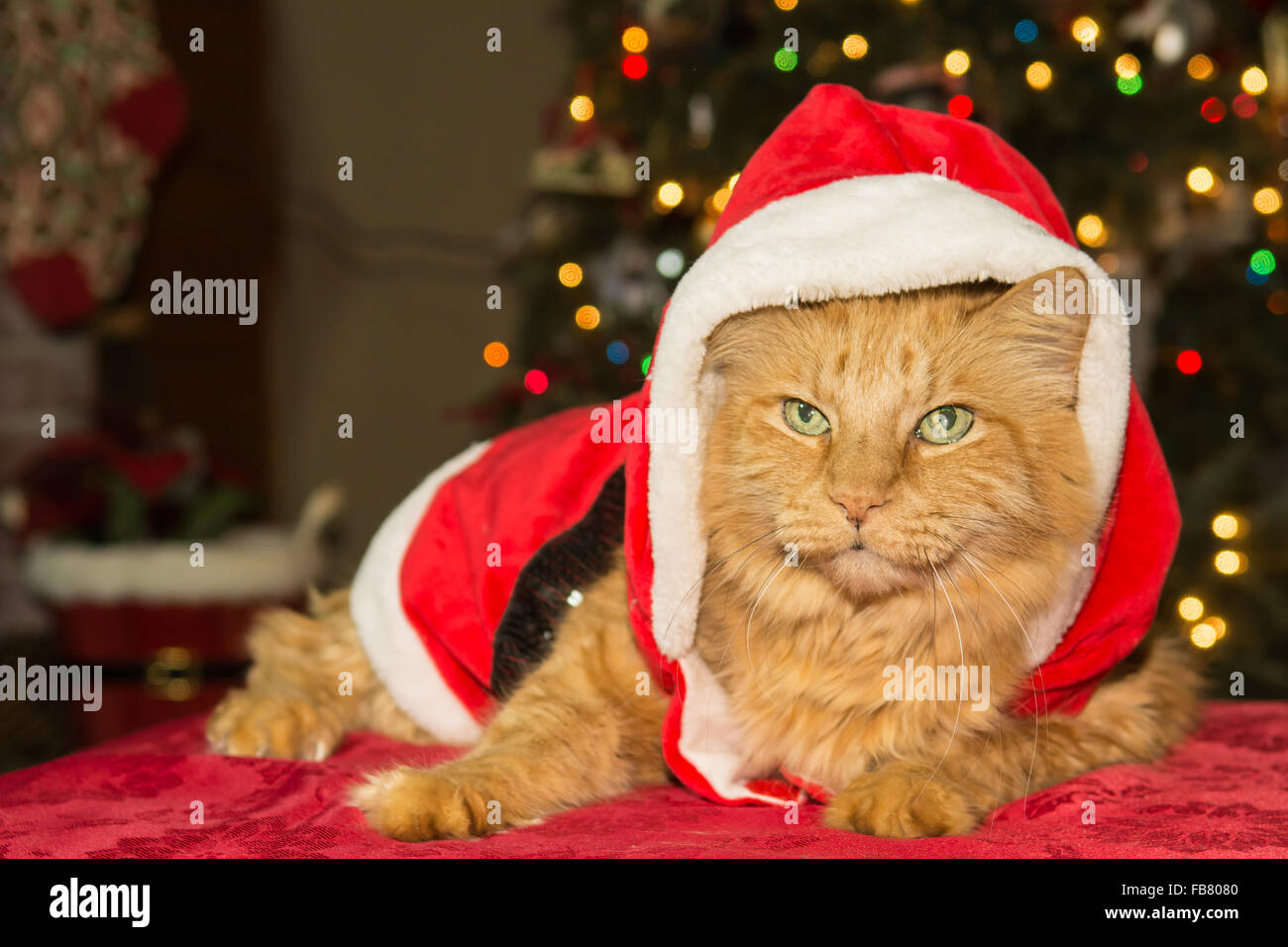 Chat de noel Banque de photographies et d’images à haute résolution - Alamy