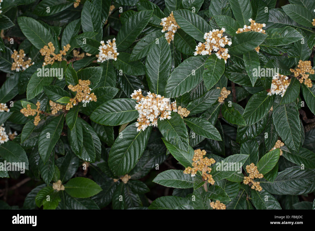 Japanische mispel Banque de photographies et d’images à haute ...