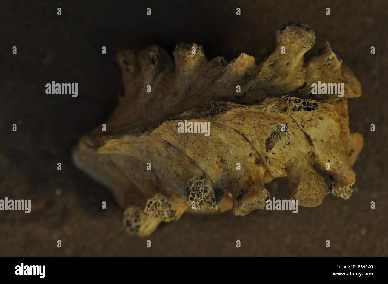 Les os du squelette humain Photo Stock - Alamy