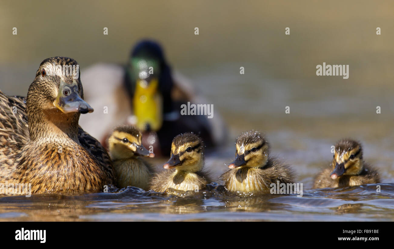 Une famille de canards colvert Banque de photographies et d’images à haute résolution - Alamy