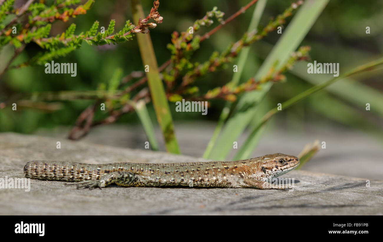 Lézard (Zootoca vivipara commun) avec une queue manquante, un bain de ...
