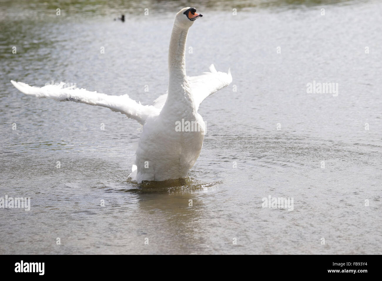 Cygne muet adulte Banque de photographies et d’images à haute résolution - Alamy