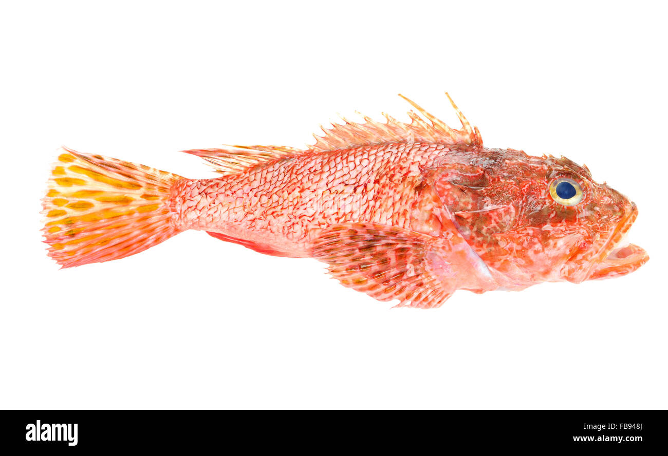 Red scorpionfish Banque de photographies et d’images à haute résolution ...