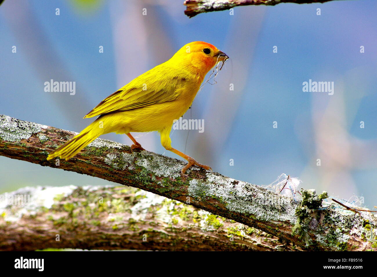 Canari jaune Banque de photographies et d’images à haute résolution - Alamy