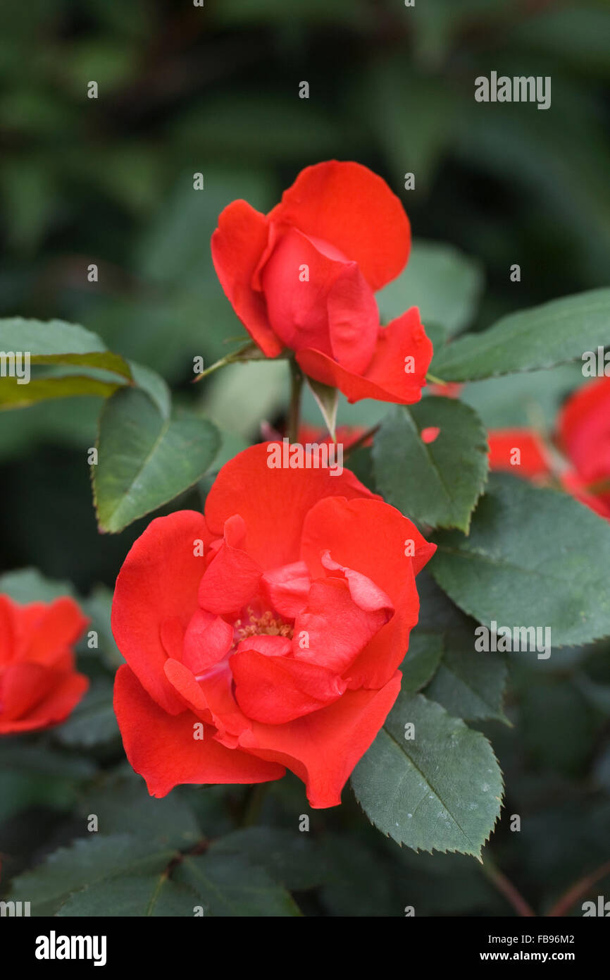 Rose roses fleur rouge fleurs jardin jardinage Banque de photographies ...