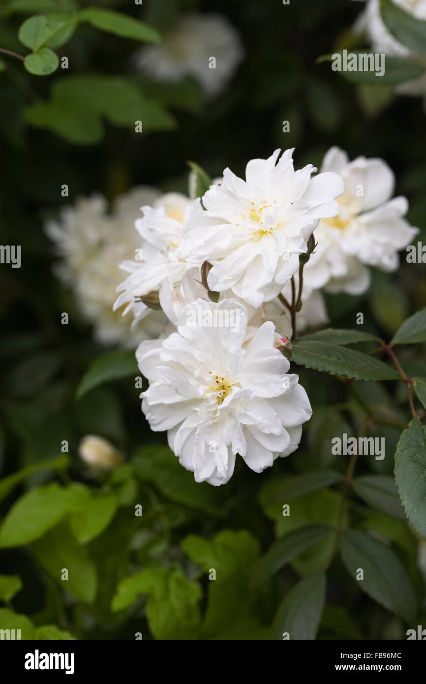 Roses de jardin blanches Banque de photographies et d’images à haute ...