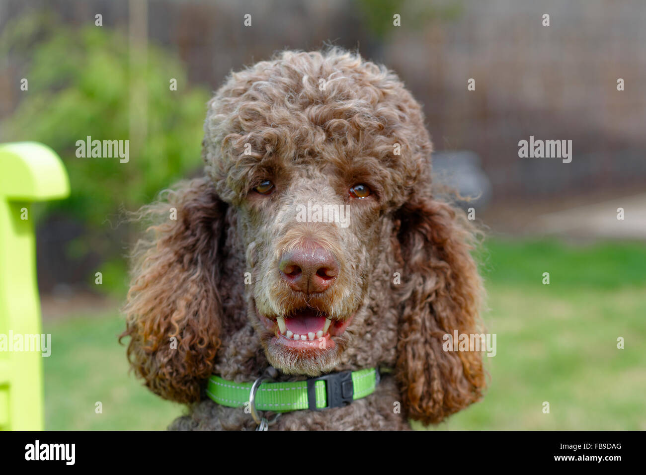 Grand caniche brun Banque de photographies et d’images à haute ...