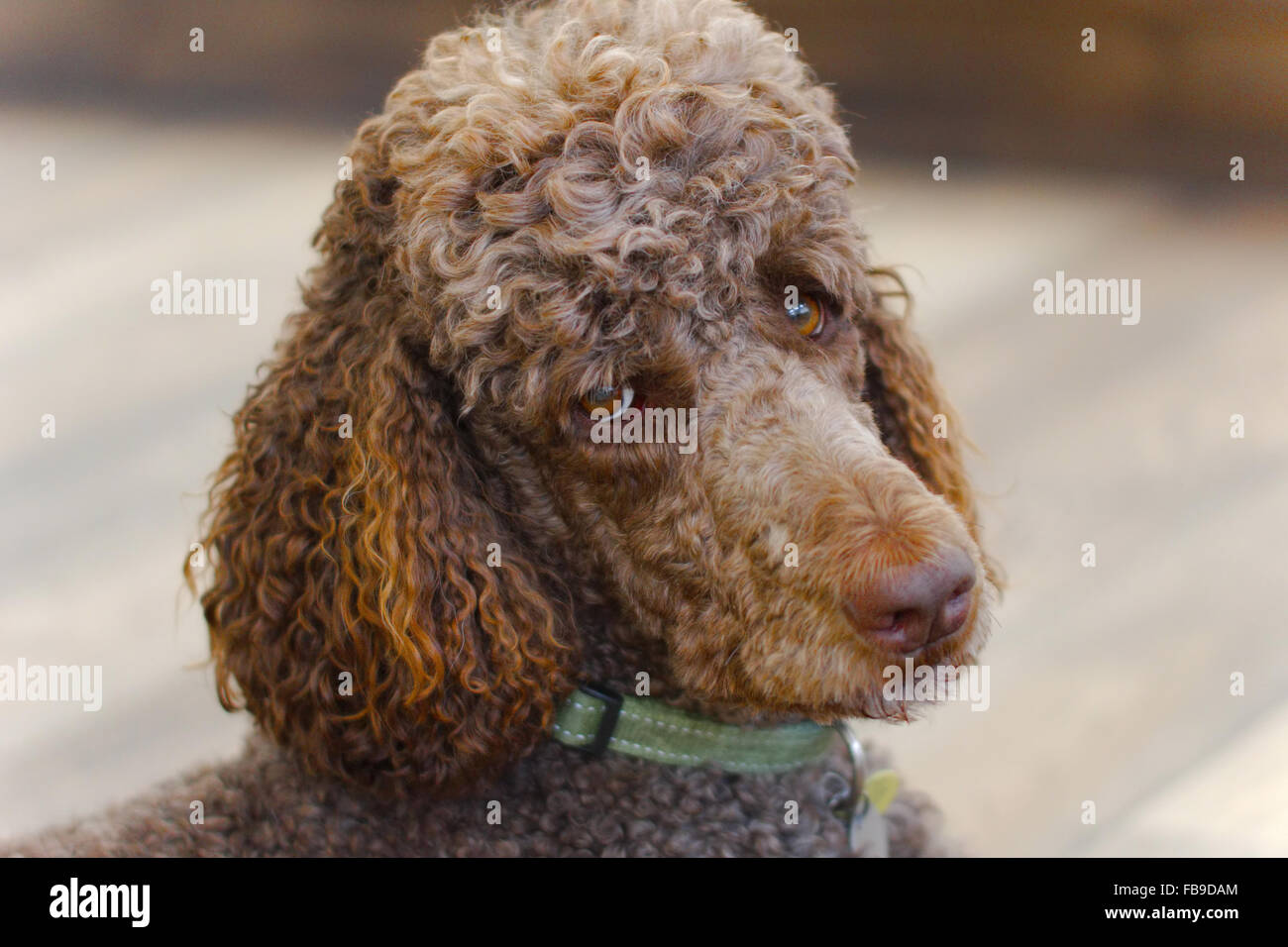 Grand caniche brun Banque de photographies et d’images à haute ...