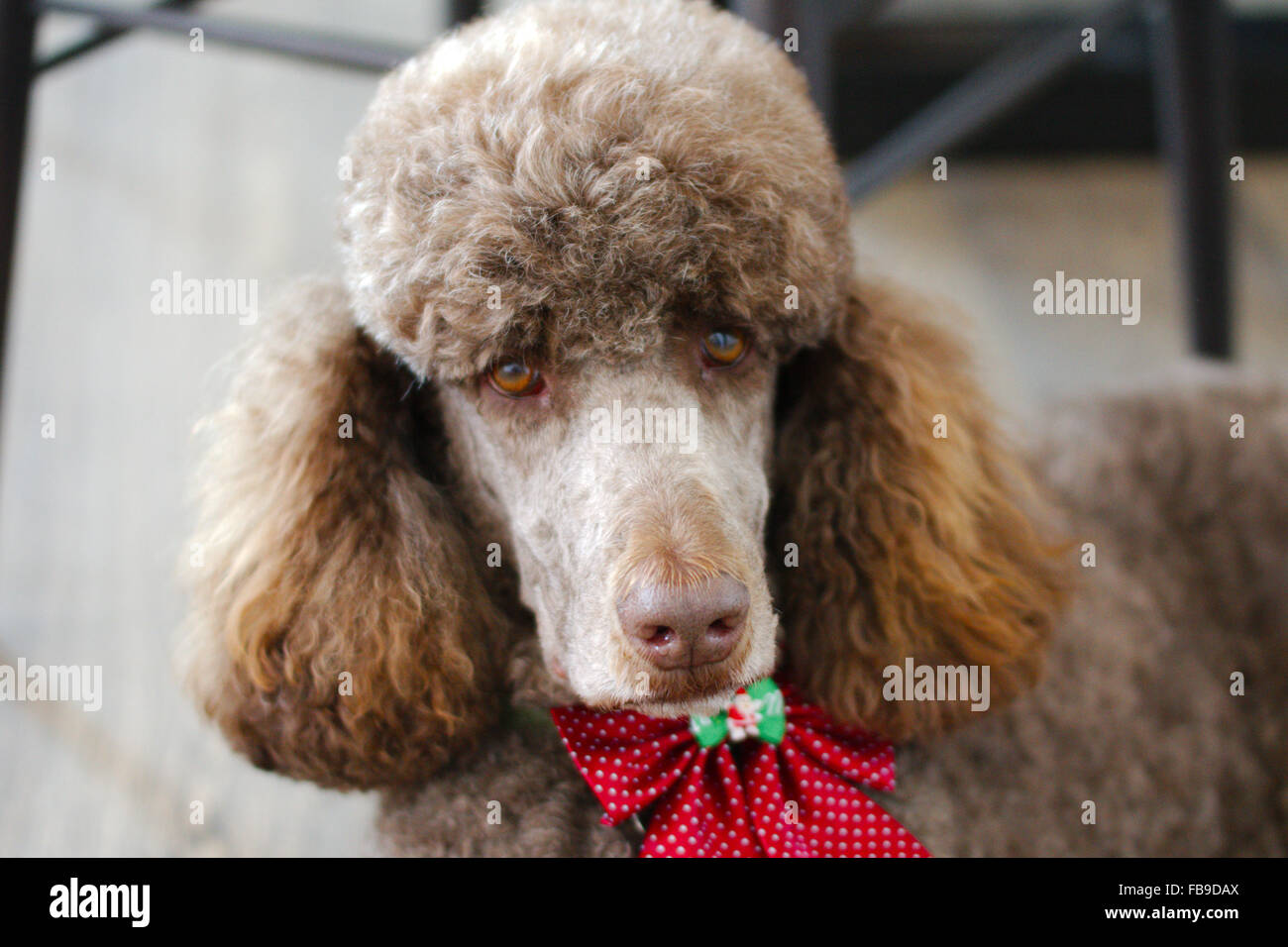 Grand caniche brun Banque de photographies et d’images à haute ...