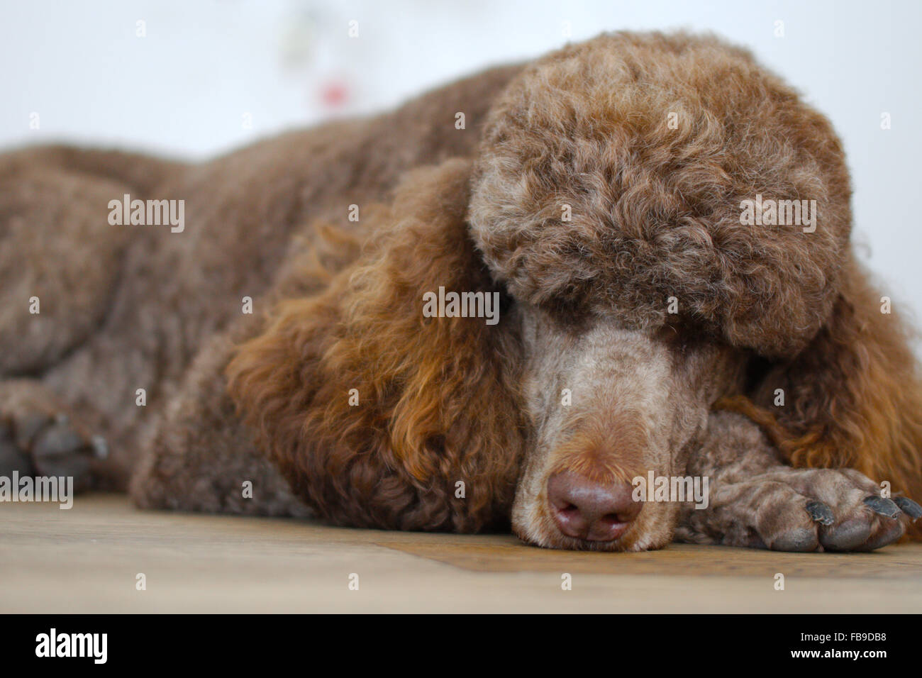Grand caniche brun Banque de photographies et d’images à haute ...