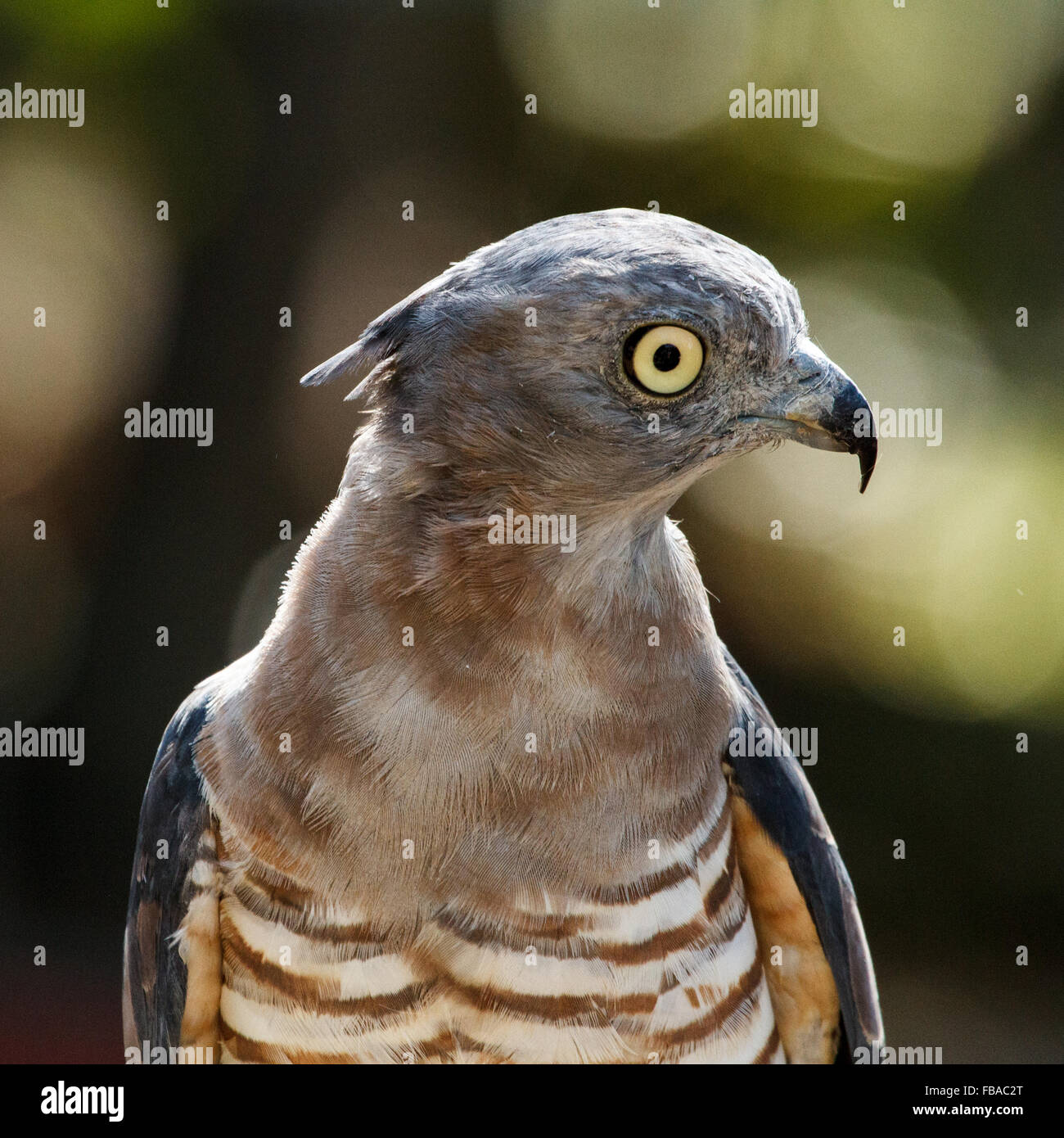 Pacific baza Banque de photographies et d’images à haute résolution - Alamy