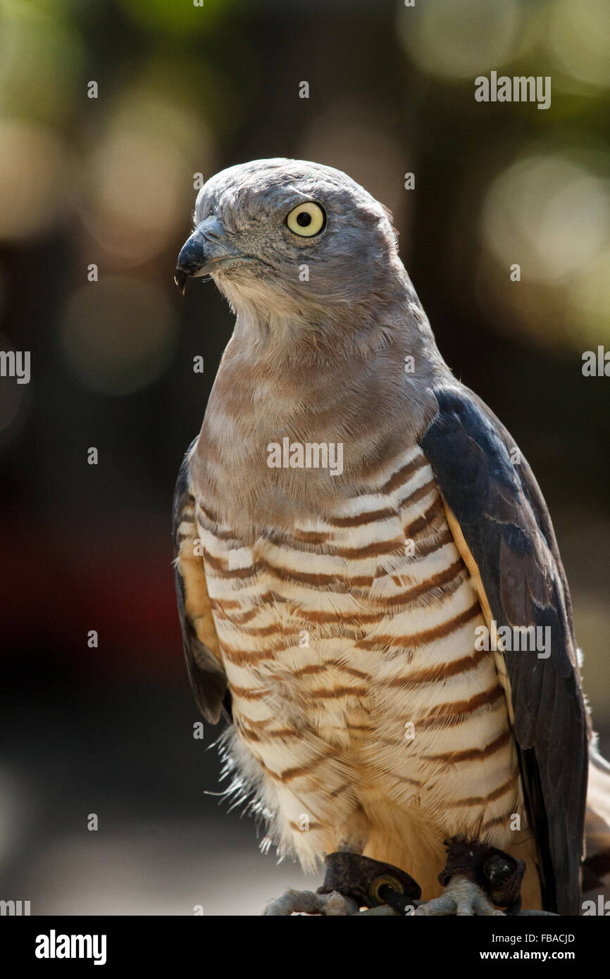 Pacific baza Banque de photographies et d’images à haute résolution - Alamy