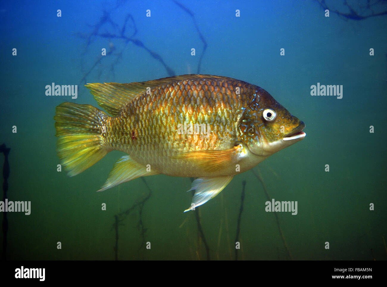 Beau poisson Banque de photographies et d’images à haute résolution - Alamy