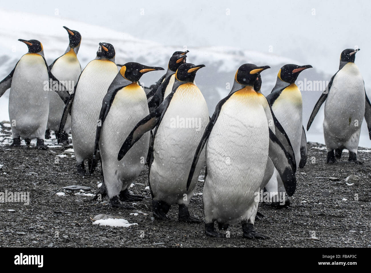 Le manchot royal de prendre une marche sur une plage sur l'îles de ...