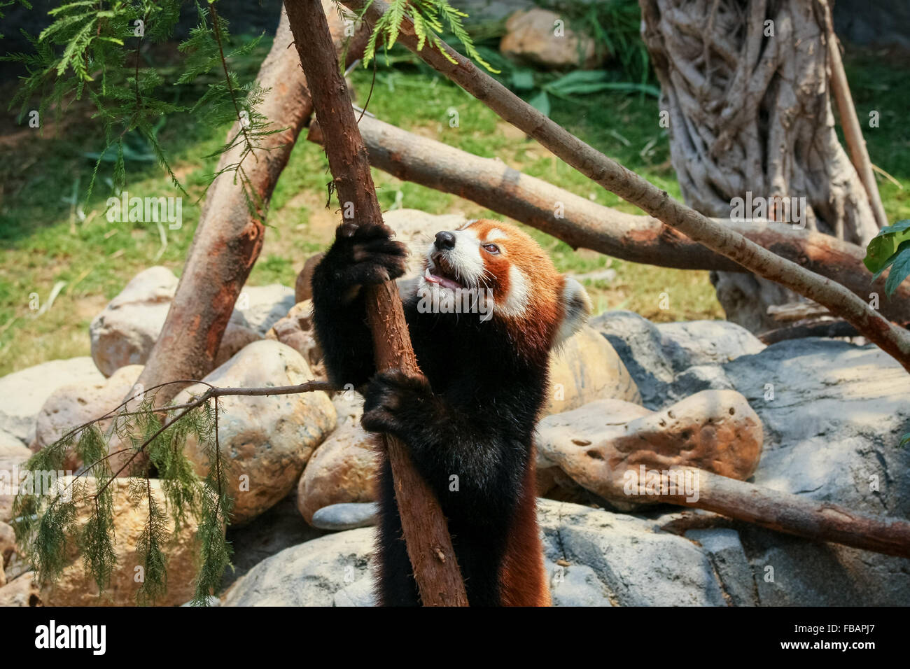 Arbre panda rouge Banque de photographies et d’images à haute ...