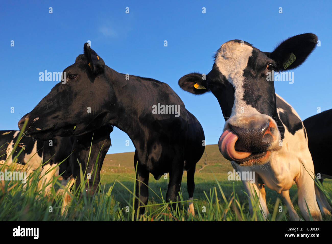 Vaches Avec Des Étiquettes Dans Les Oreilles Banque d'image et photos ...