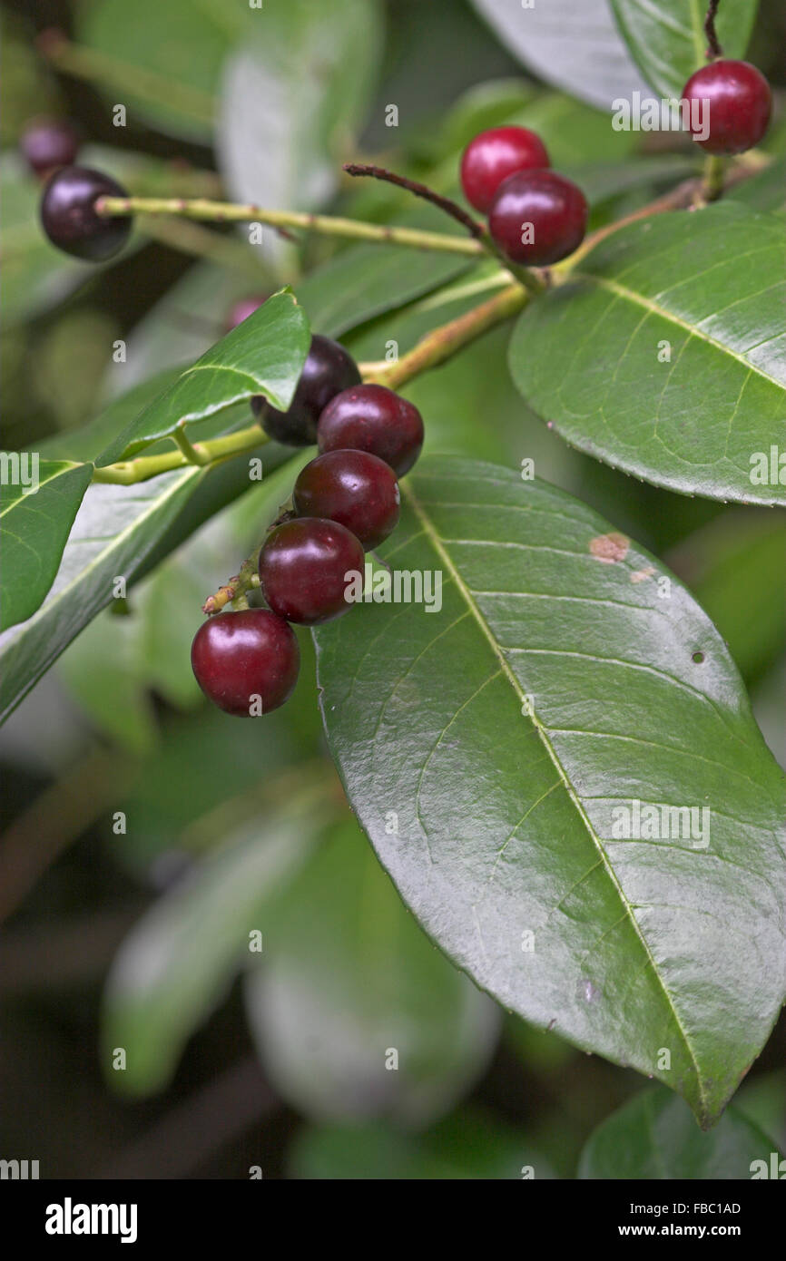 Pontische lorbeer kirsche Banque de photographies et d’images à haute ...