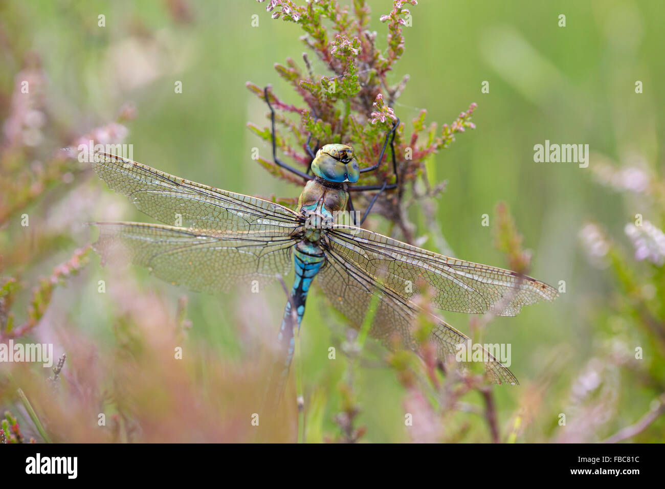 Emperor dragonfly Banque de photographies et d’images à haute résolution - Alamy