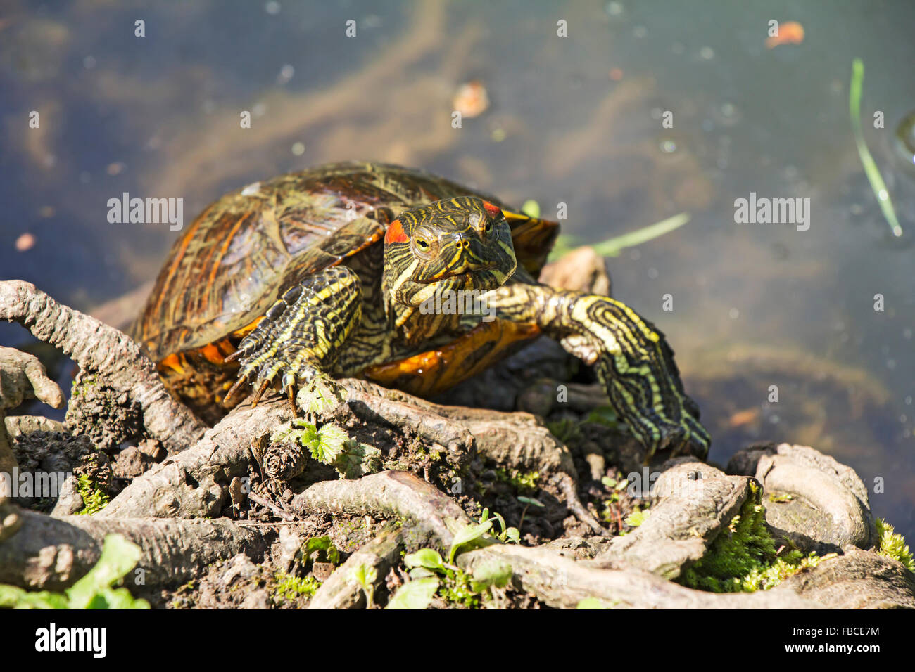 Tortue à oreilles rouges Banque de photographies et d’images à haute ...