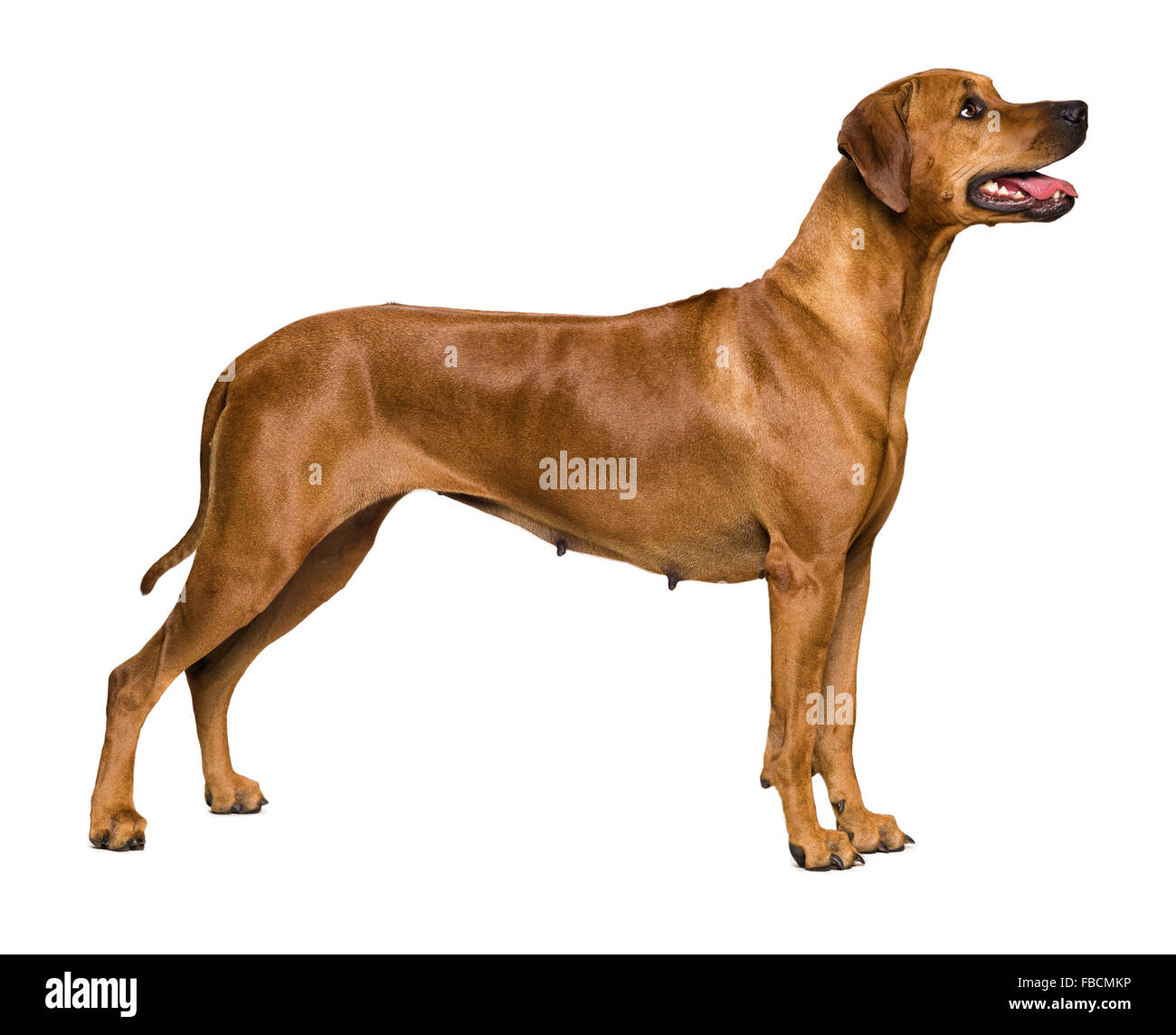 Rhodesian ridgeback Banque de photographies et d’images à haute ...