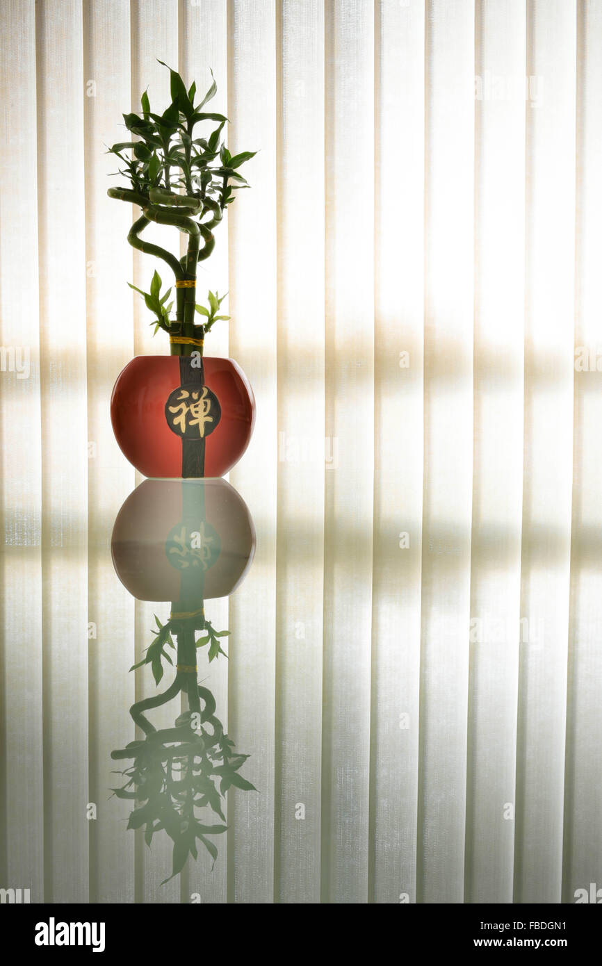 Cny plant Banque de photographies et d’images à haute résolution - Alamy