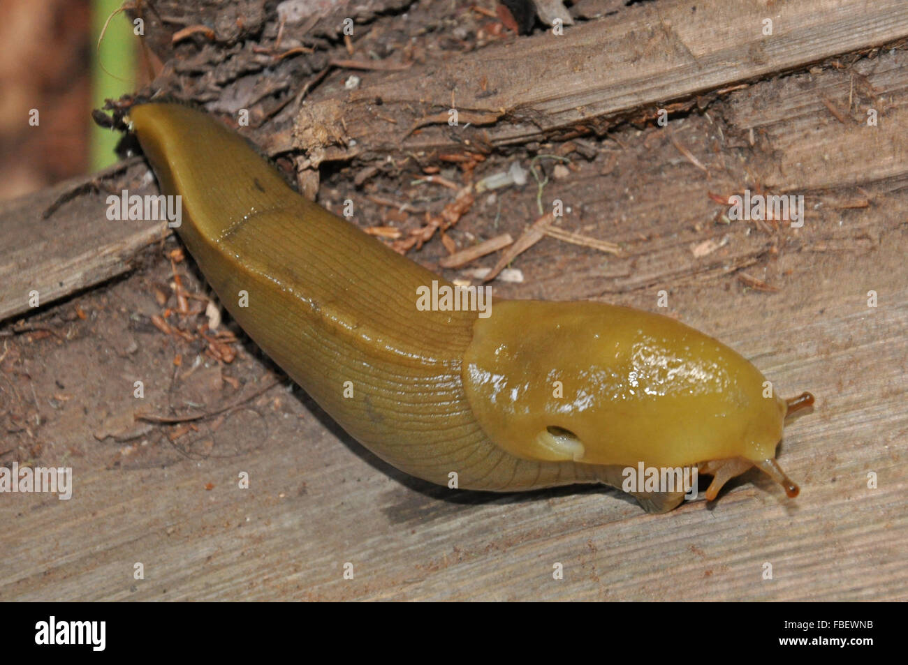 Limace de banane californienne Banque de photographies et d’images à ...