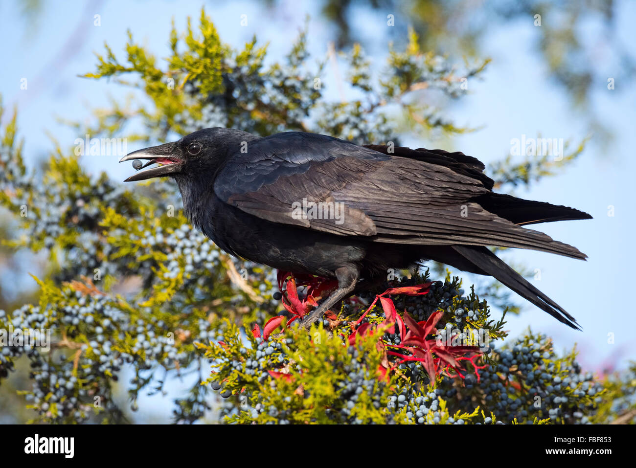 Black crow berry Banque de photographies et d’images à haute résolution ...