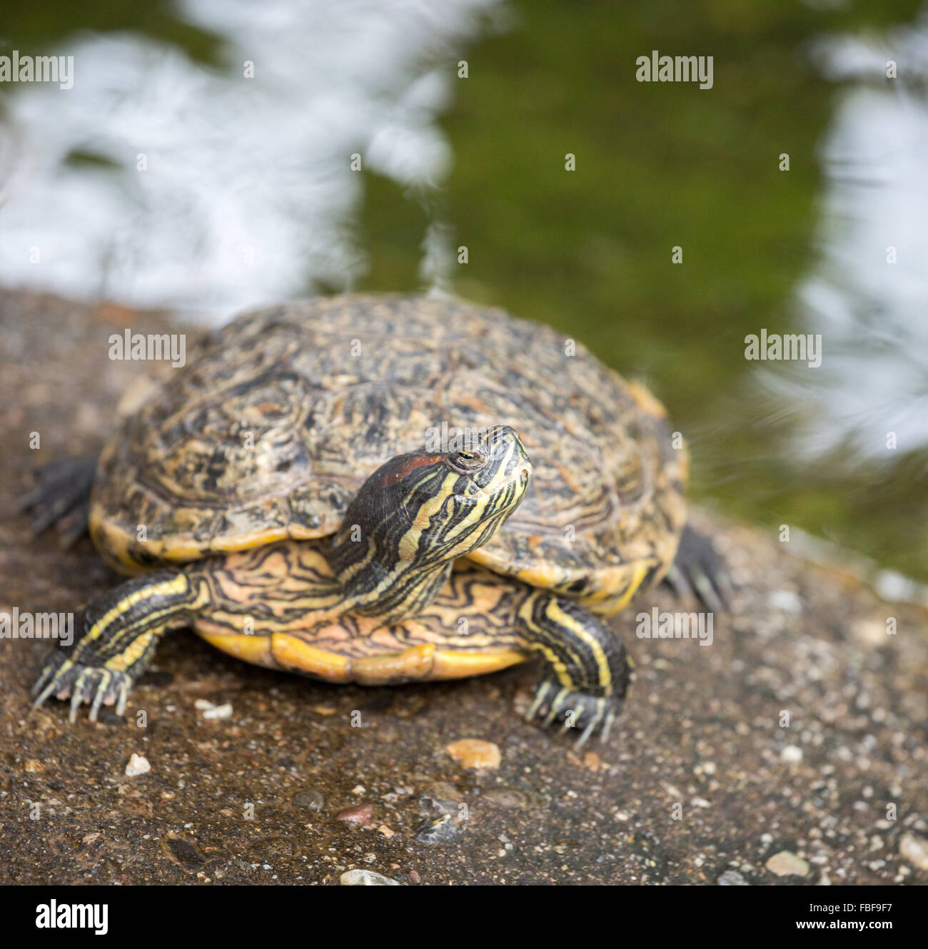 Tortue à oreilles rouges Banque de photographies et d’images à haute ...