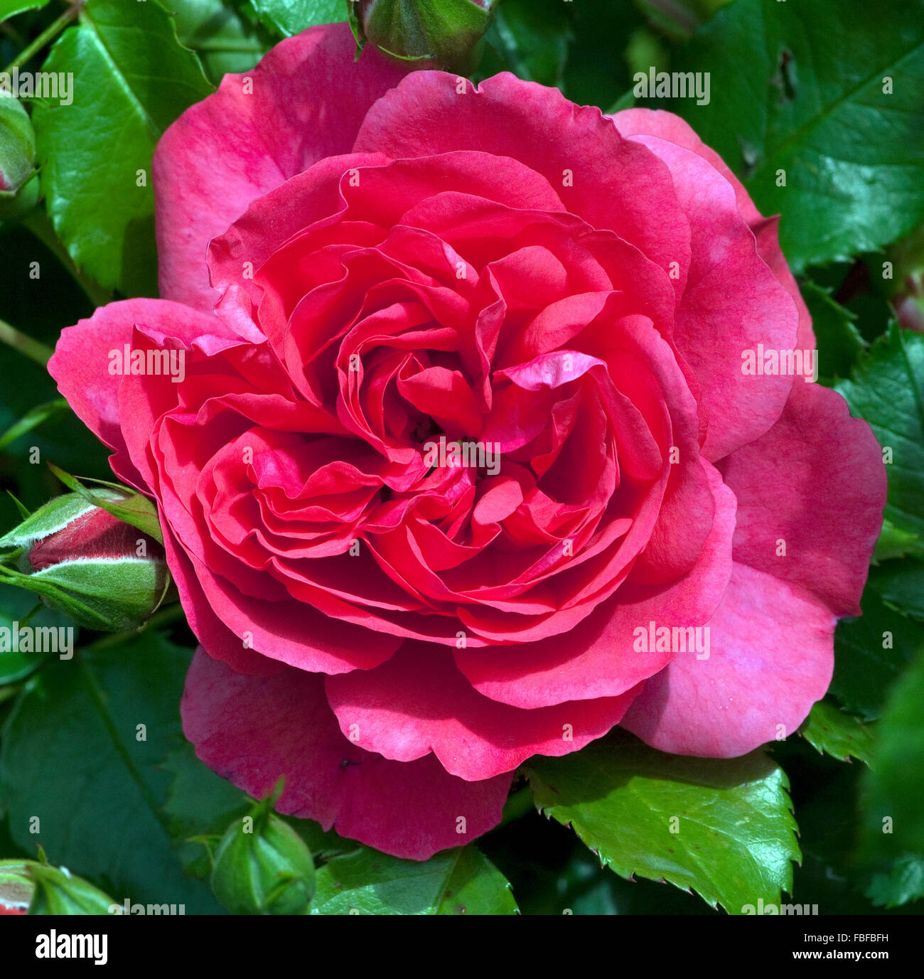 Rosarium uetersen rose Banque de photographies et d’images à haute ...