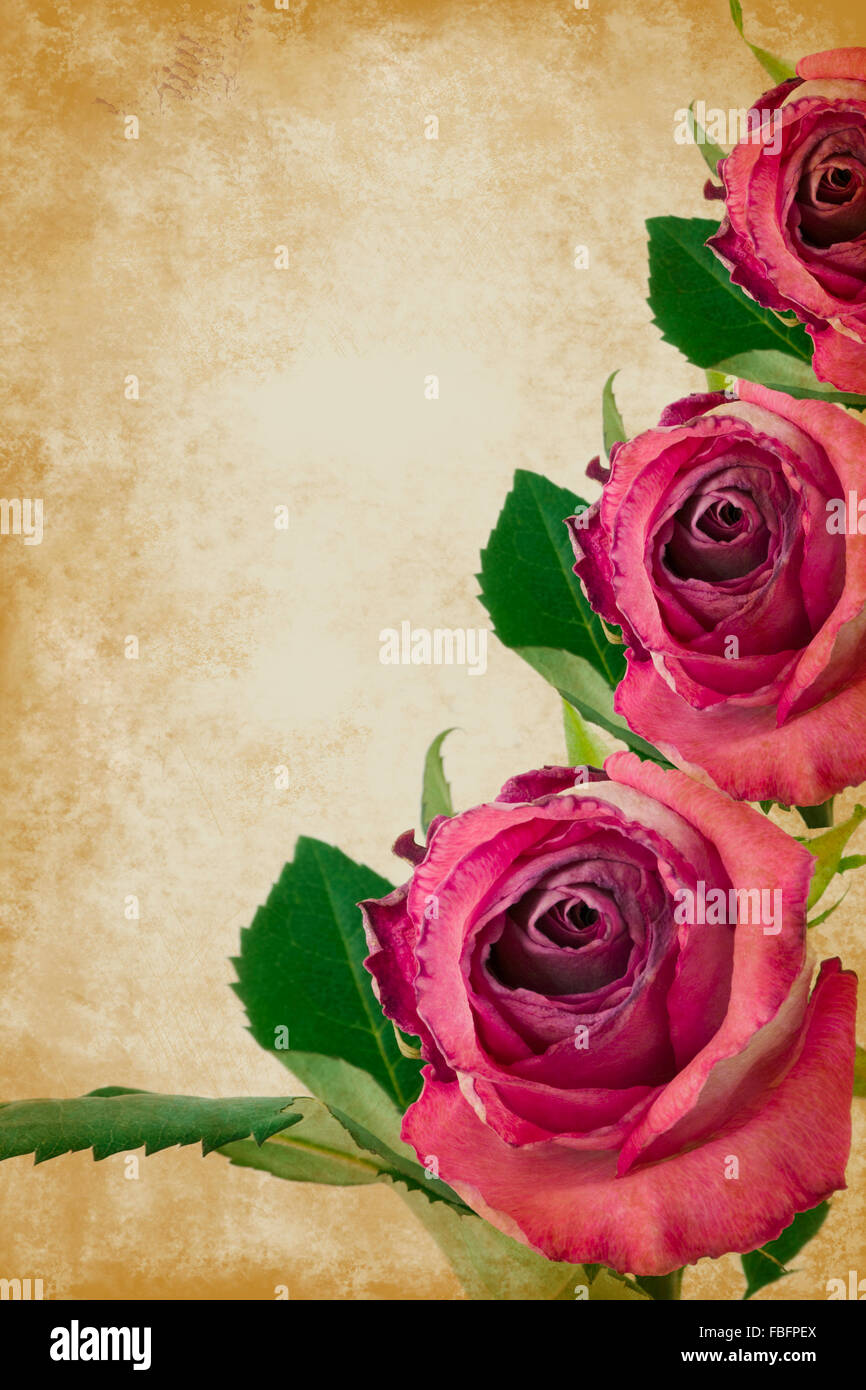 Roses roses et doré Banque de photographies et d’images à haute ...