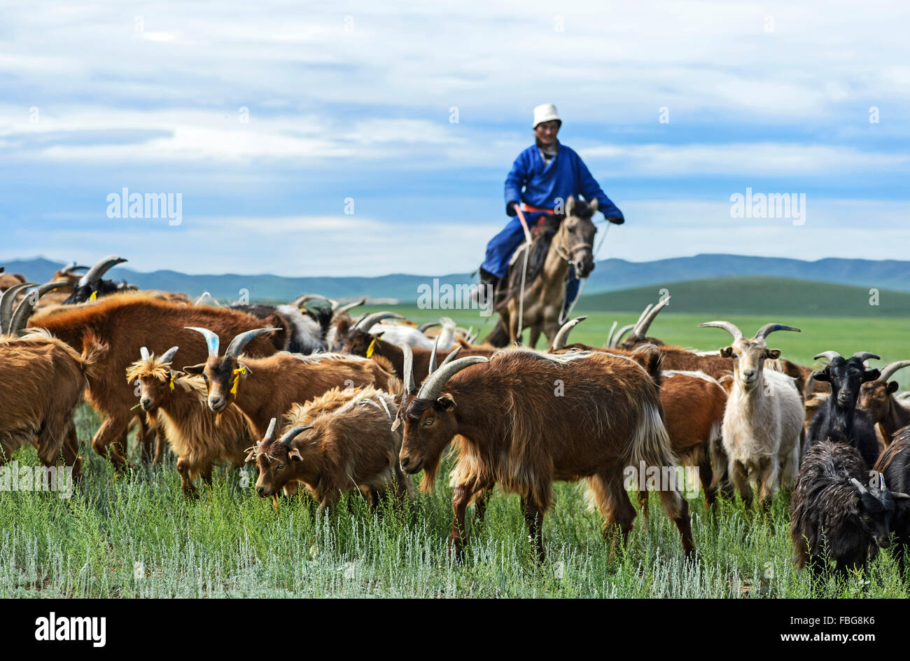Nomade mongol sur le cheval, l'élevage de chèvres cachemire (Capra ...