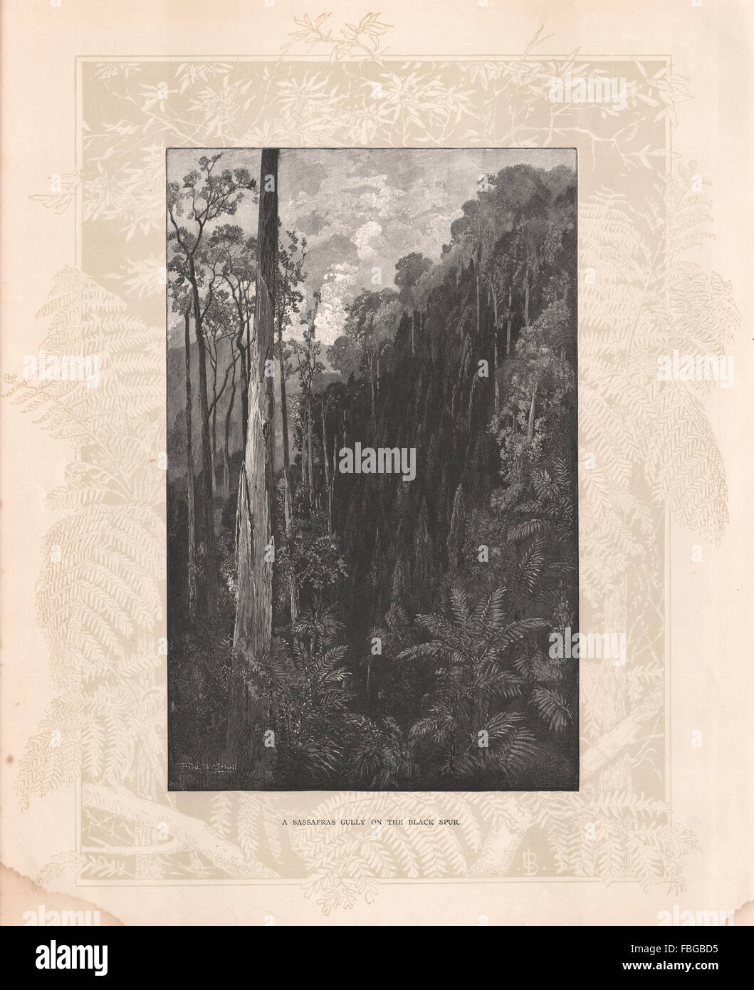 Sassafras gully Banque de photographies et d’images à haute résolution ...