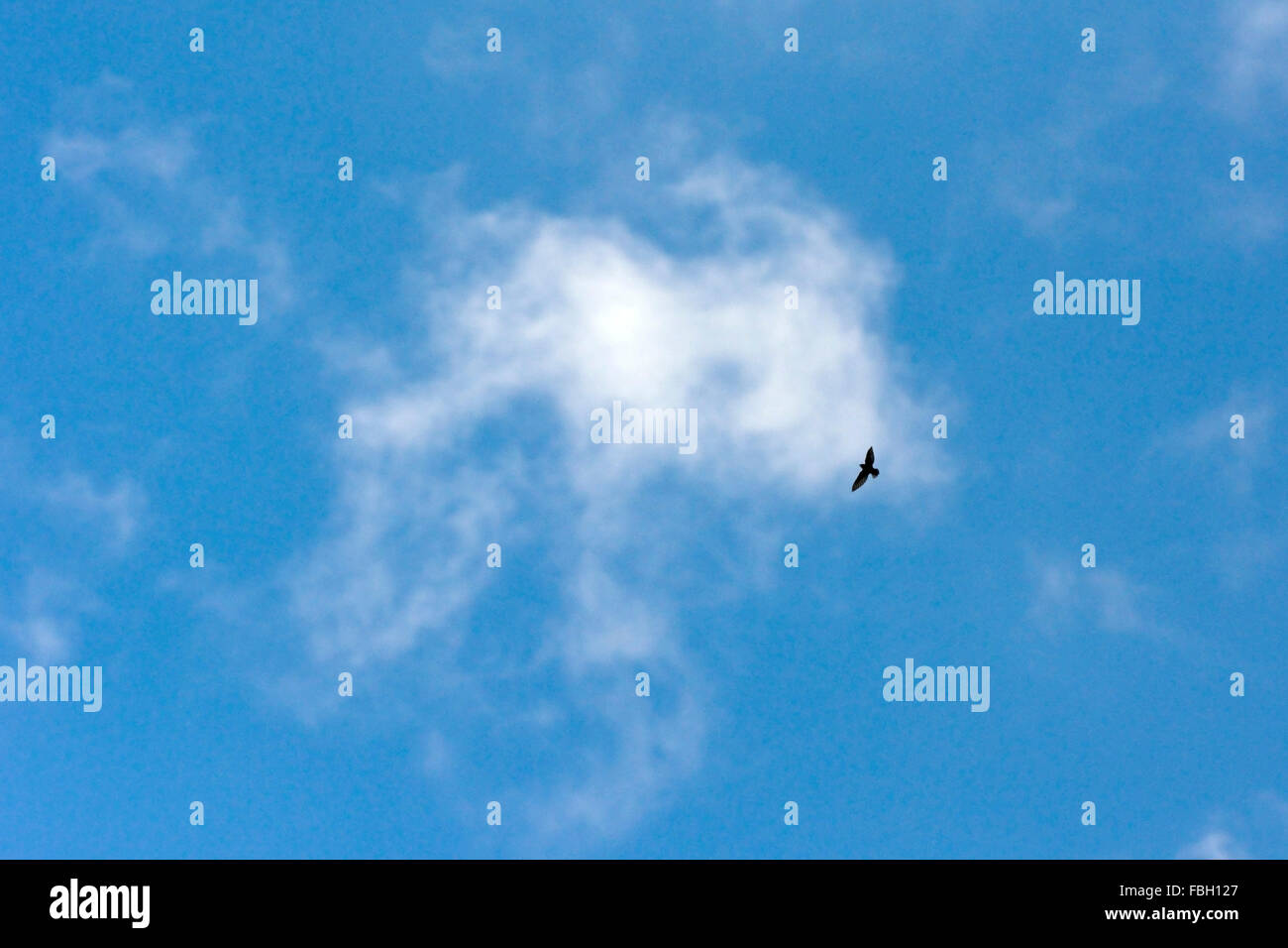 Hirondelle vole Banque de photographies et d’images à haute résolution ...