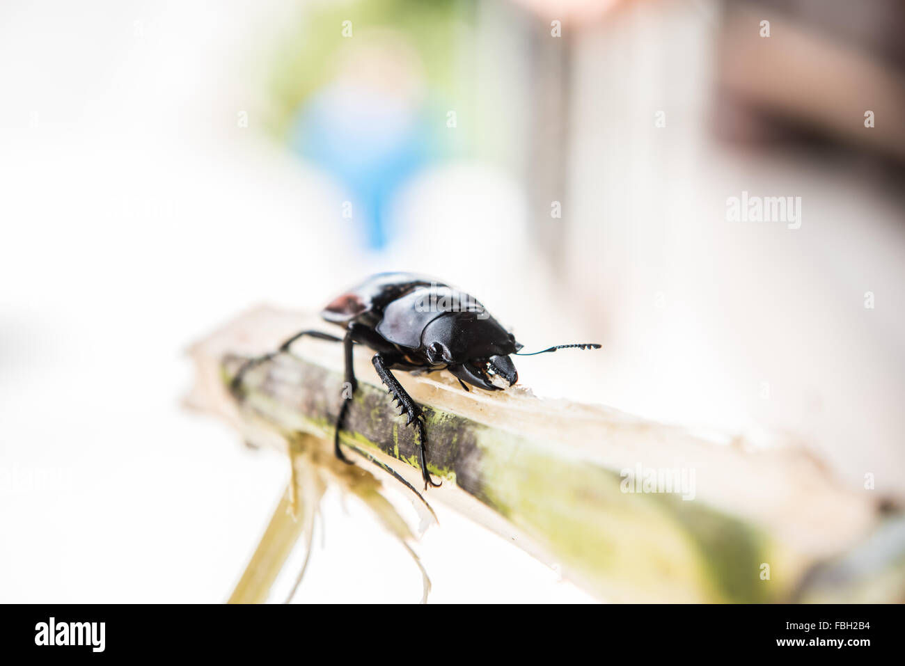 Insectes du laos Banque de photographies et d’images à haute résolution ...