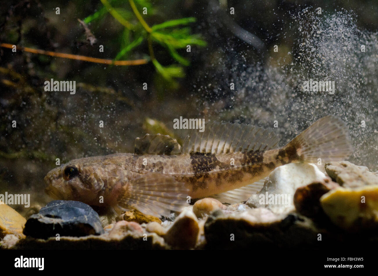 Bullhead cottus gobio Banque de photographies et d’images à haute ...